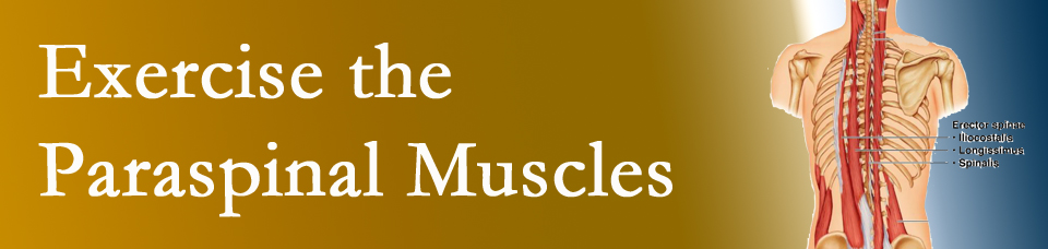 Paraspinal Muscles Matter! | Poulin Chiropractic of Herndon and Ashburn